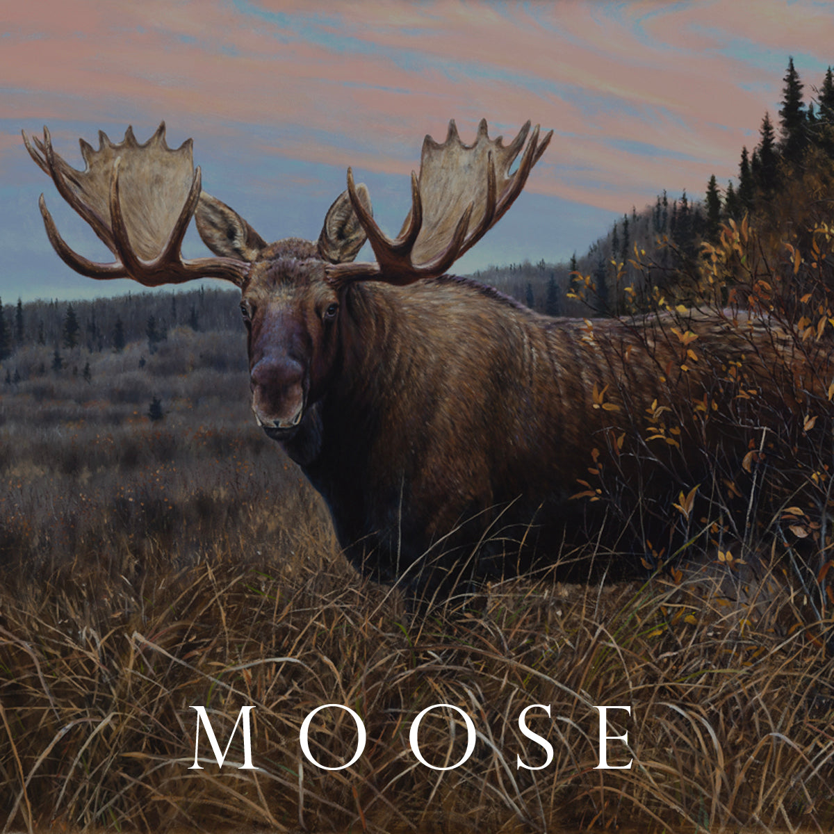 MOOSE